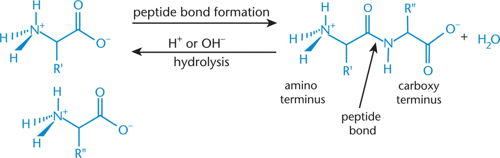 Amino Acids, Peptides, and Proteins | PREPARING TO BECOME
