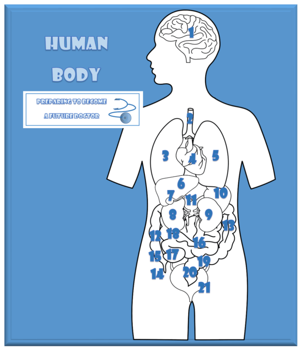 Human Body Quiz – Preparing To Become
